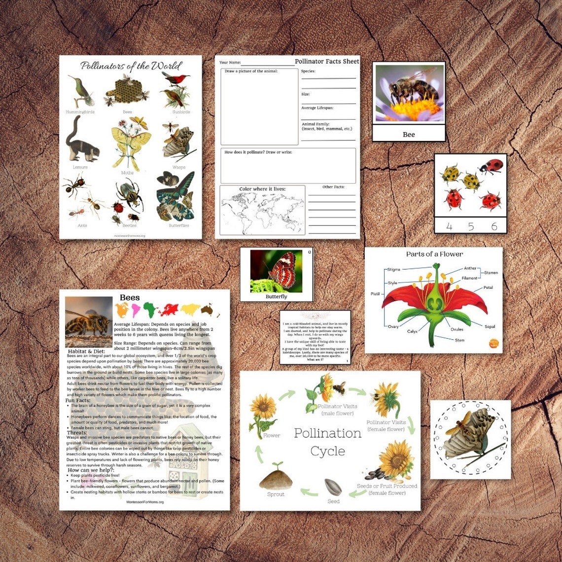 Pollinators of the World Unit Study Montessori Homeschool - Etsy