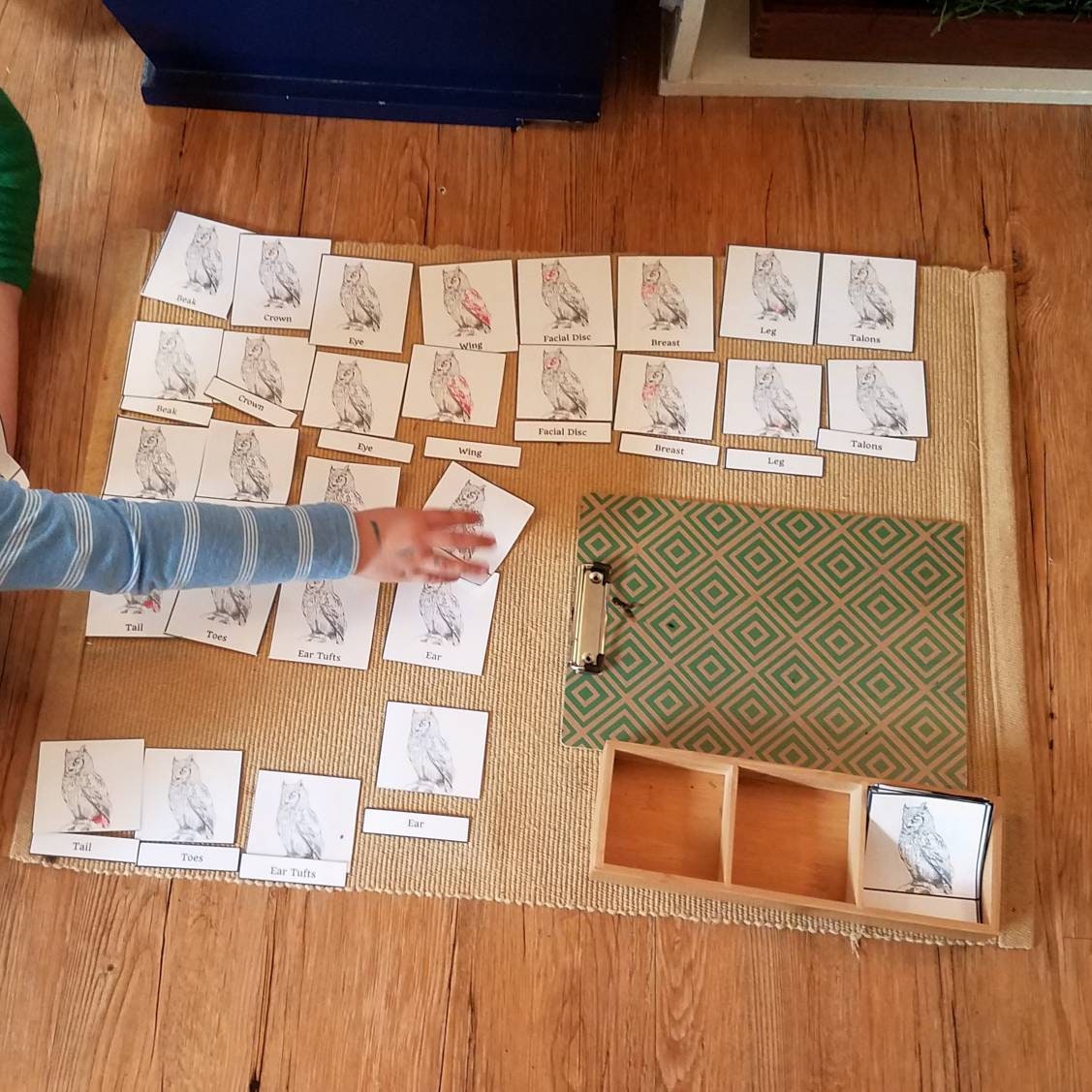 Parts of an Owl 3-part Cards Montessori Printable Preschool ...