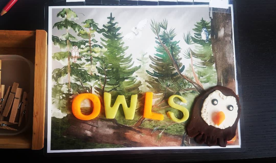 Owls in the World Unit Study Montessori Homeschool Printable 3 - Etsy