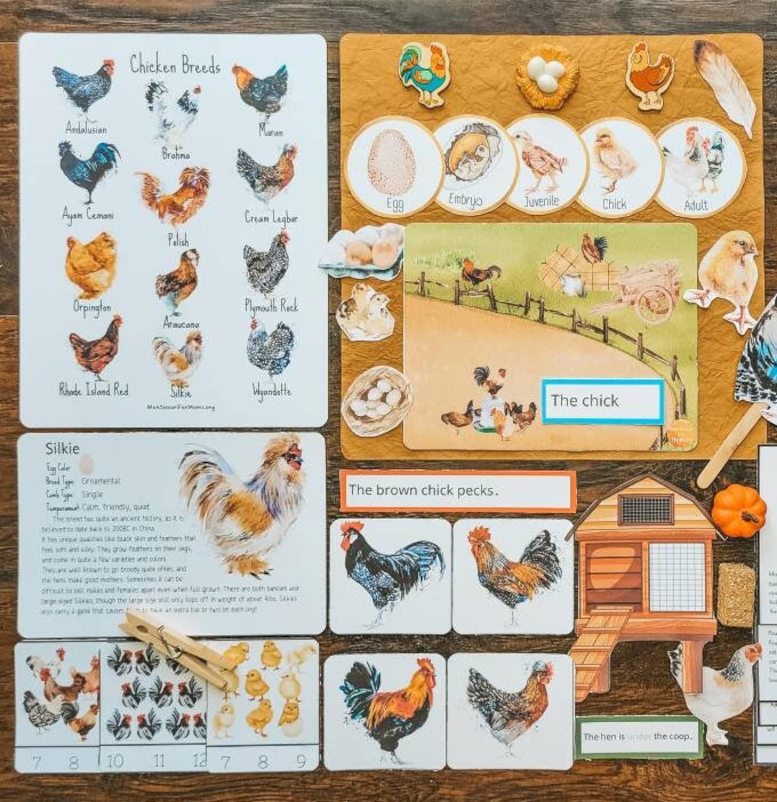 Chicken Unit Study Montessori Homeschool Science Printable 3 Part Cards ...