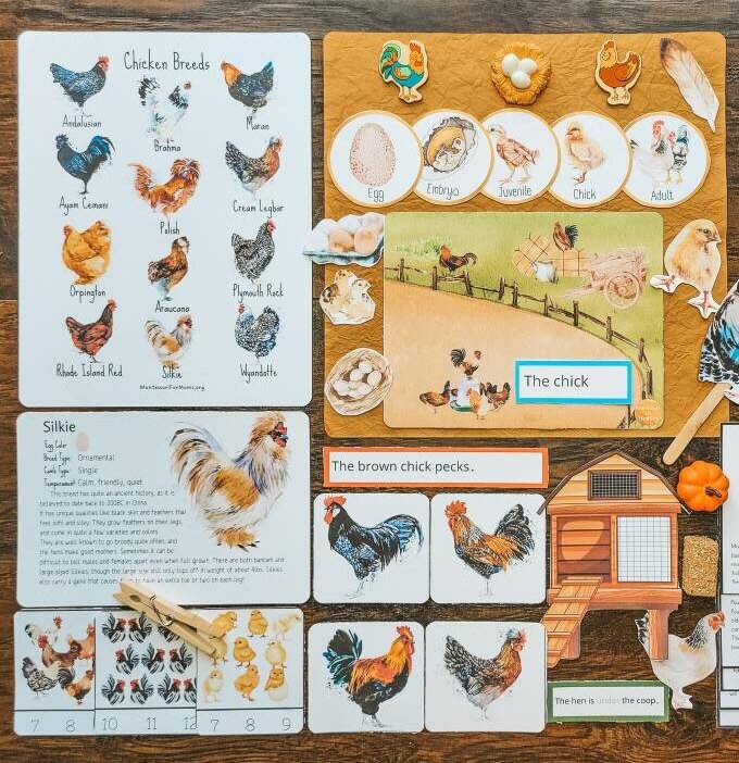 Chicken Unit Study Montessori Homeschool Science Printable 3 - Etsy