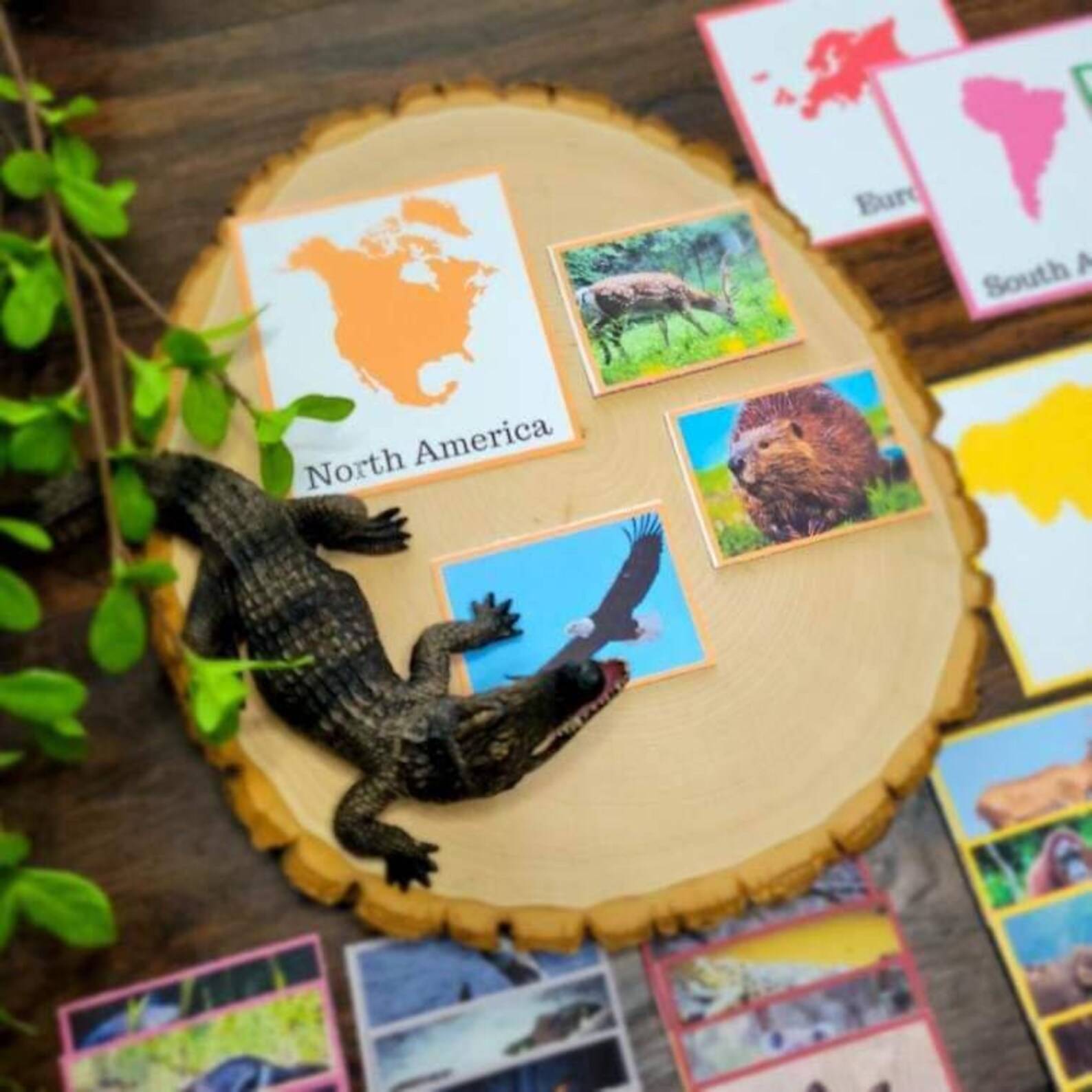 Animals and Their Continents Cards Printable Preschool Kindergarten ...