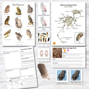 Owls in the World Unit Study Montessori Homeschool Printable 3 Part ...