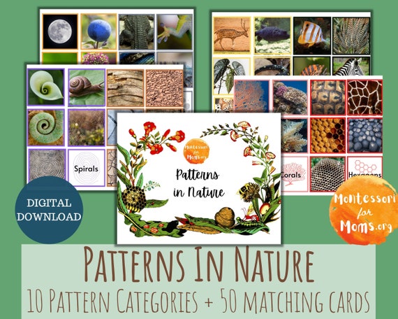 Patterns In Nature For Kids