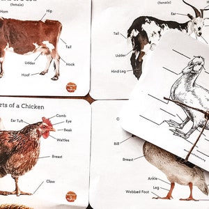 Farm Animal Anatomy Poster Unit Study Montessori Homeschool Science ...