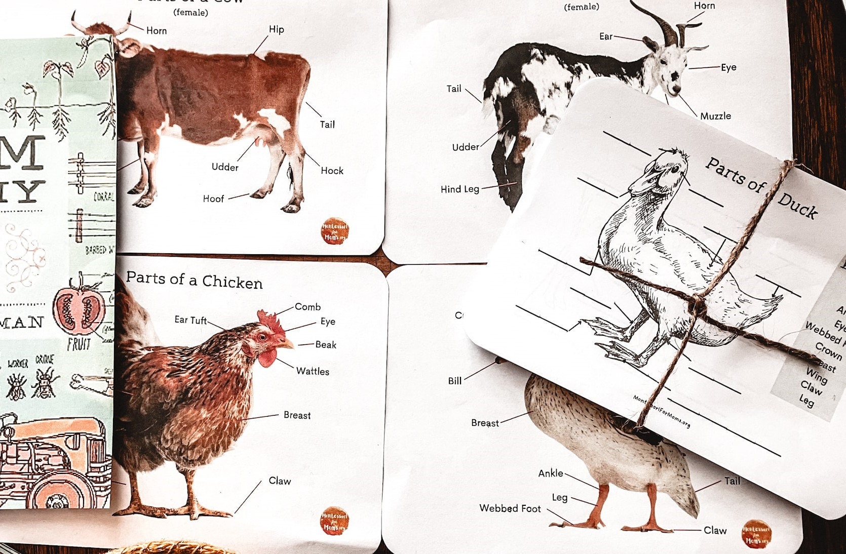 Farm Animal Anatomy Poster Unit Study Montessori Homeschool Science ...