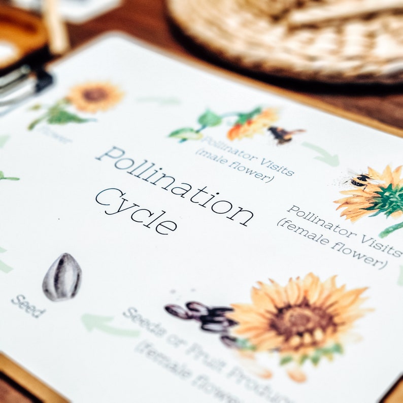 Pollinators of the World Unit Study Montessori Homeschool Printable 3 ...