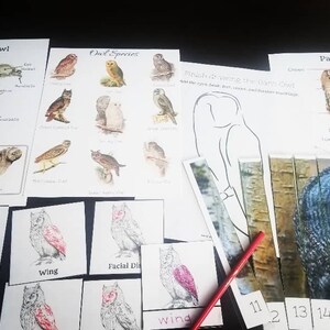 Owls in the World Unit Study Montessori Homeschool Printable 3 Part ...