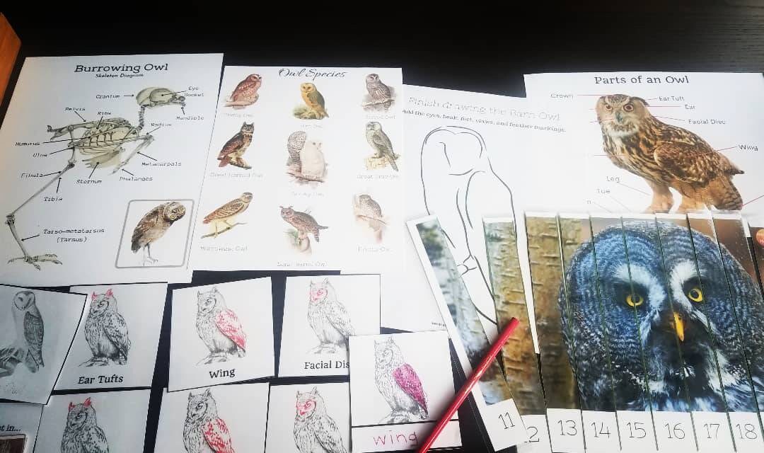 Owls in the World Unit Study Montessori Homeschool Printable 3 - Etsy