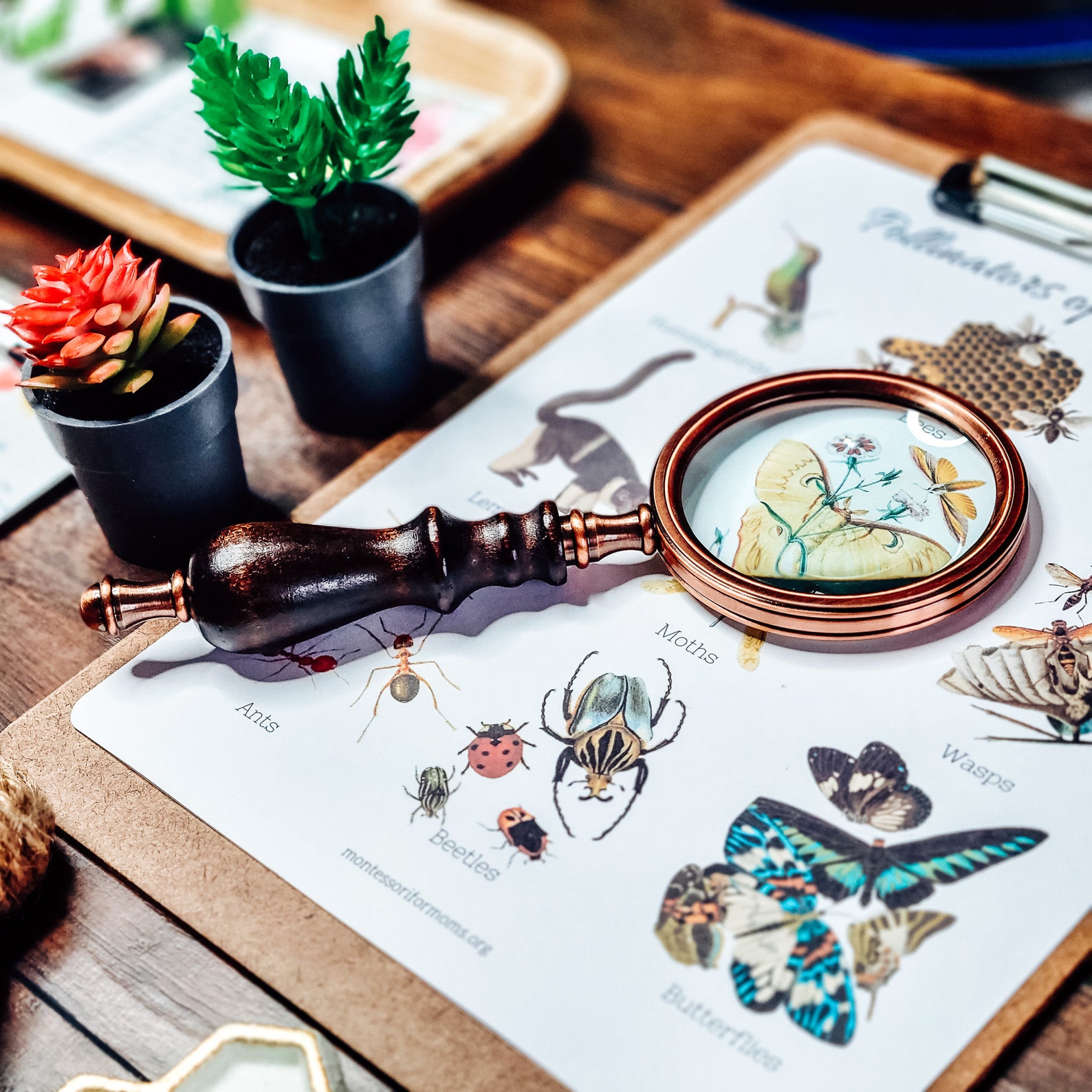 Pollinators of the World Unit Study Montessori Homeschool Printable 3 ...