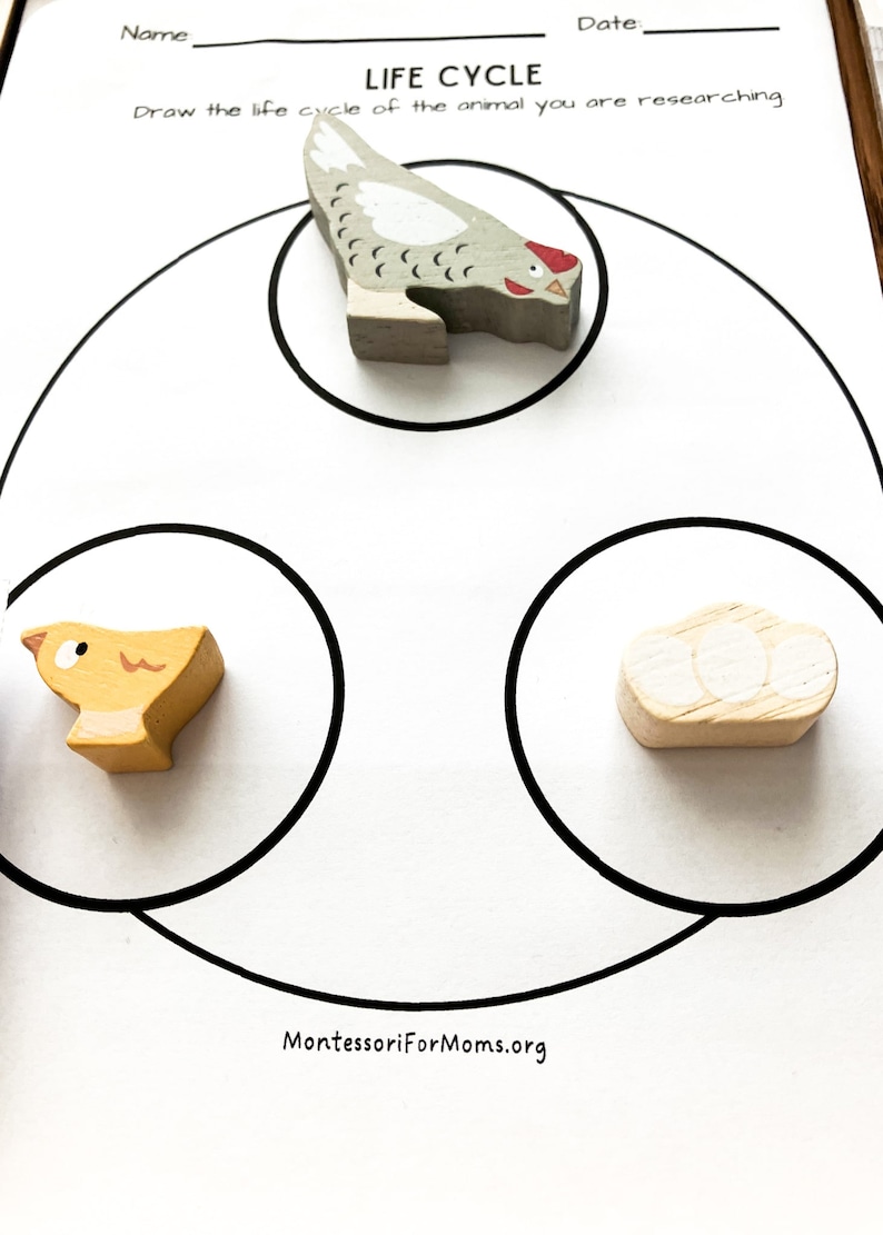 Animal Research Project Montessori Printable Preschool Kindergarten ...