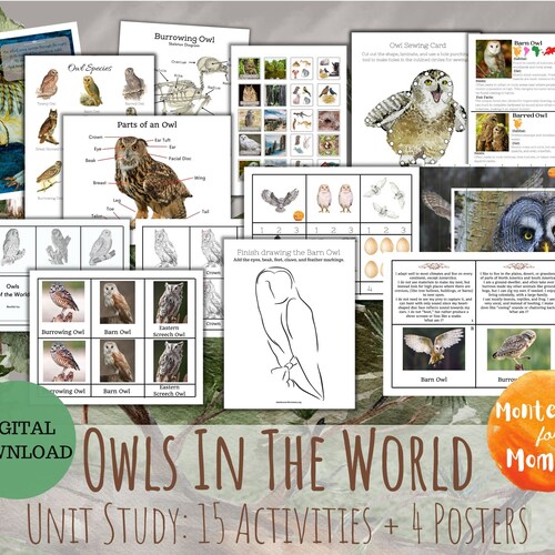 Owls in the World Unit Study Montessori Homeschool Printable 3 - Etsy