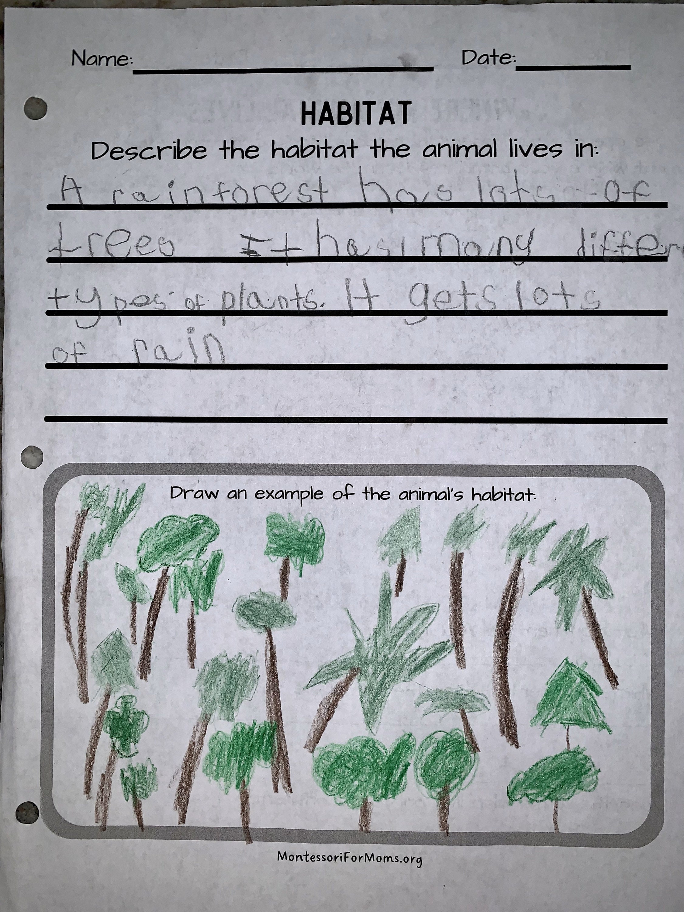 Animal Research Project Montessori Printable Preschool Kindergarten ...