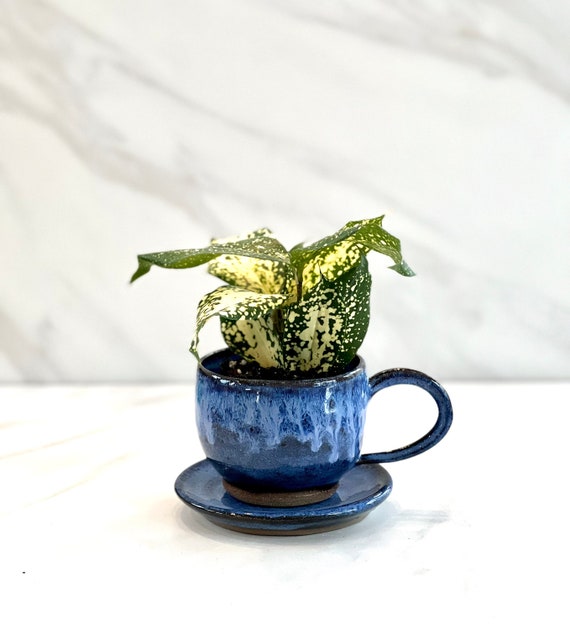 Handmade Tea Cup Planter and Saucer | Etsy