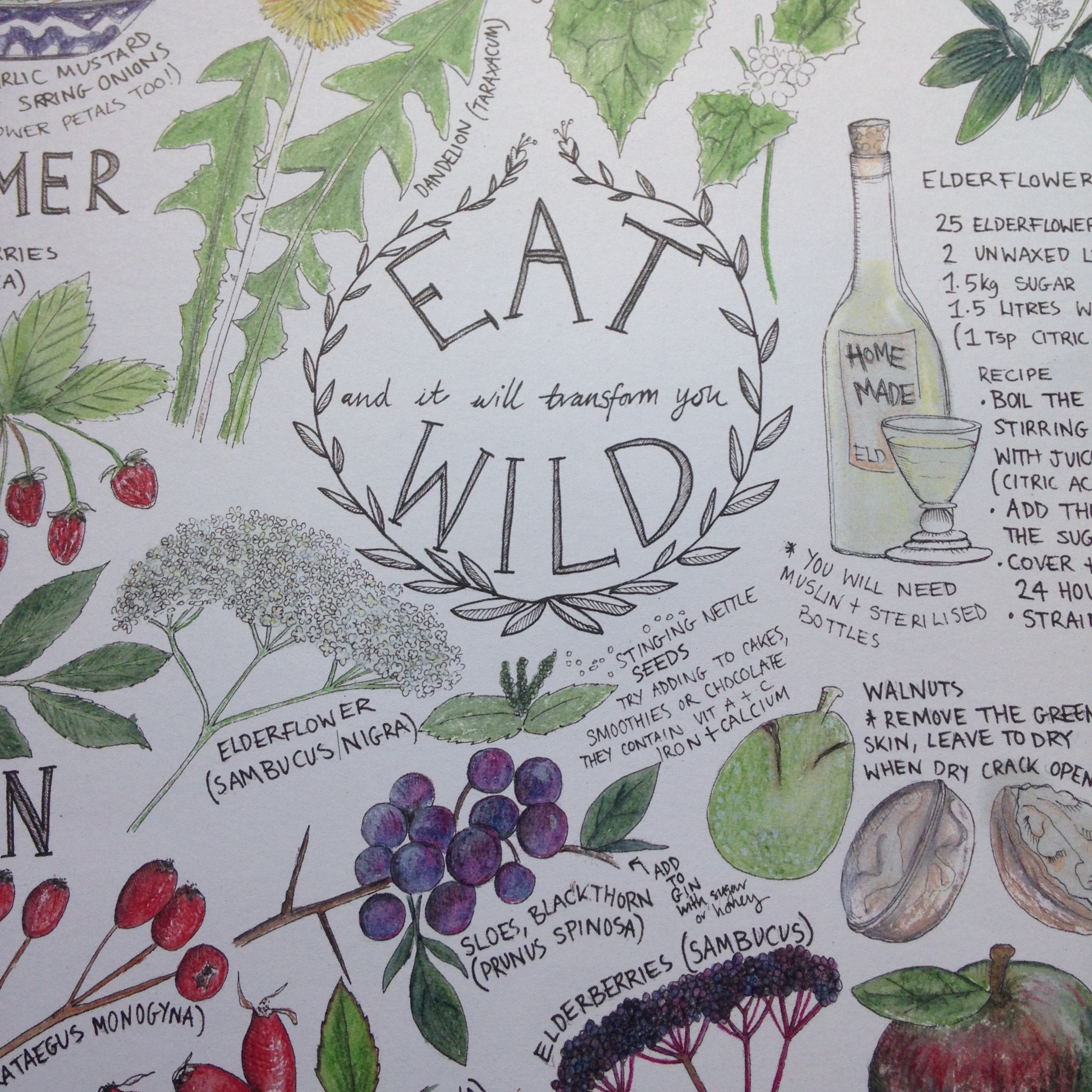 EAT WILD Foraging Poster / Recipes / Outdoor Living / Wild - Etsy UK