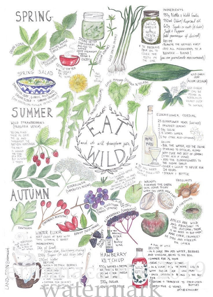 EAT WILD Foraging Poster / Recipes / Outdoor Living / Wild - Etsy UK