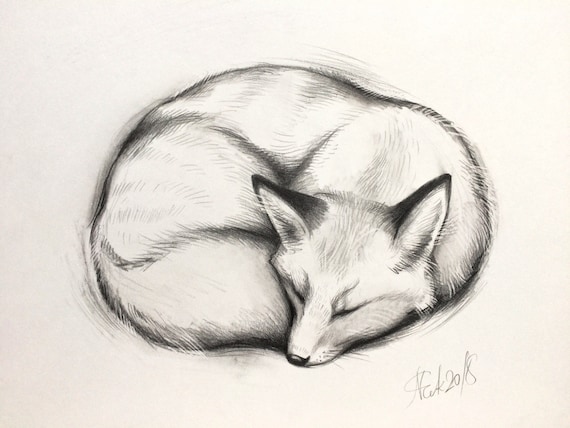 Realistic Fox Drawing Laying Down