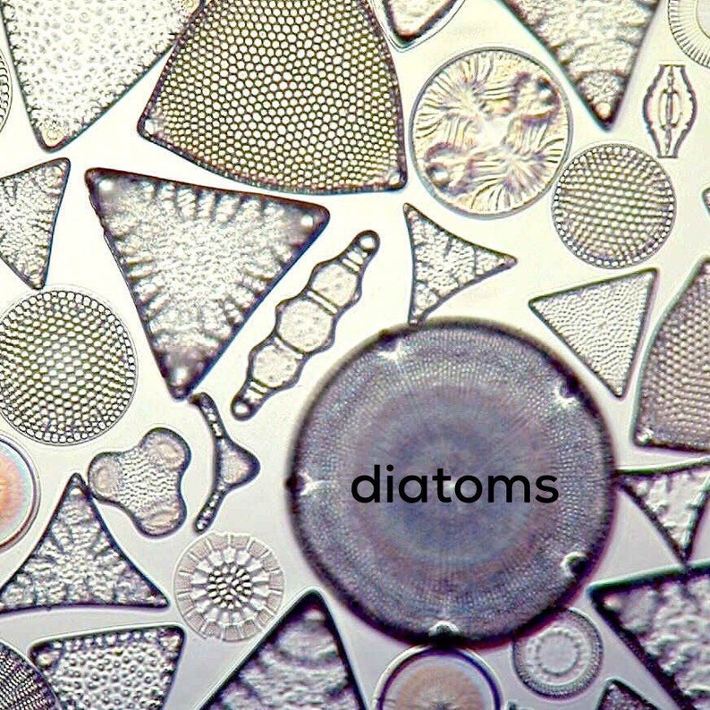 Porcelain Triangle Diatom Earring in Gold - Etsy