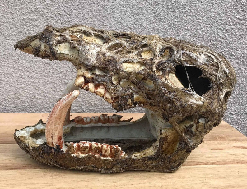 Boaris the Zombie Boar Skull - Etsy