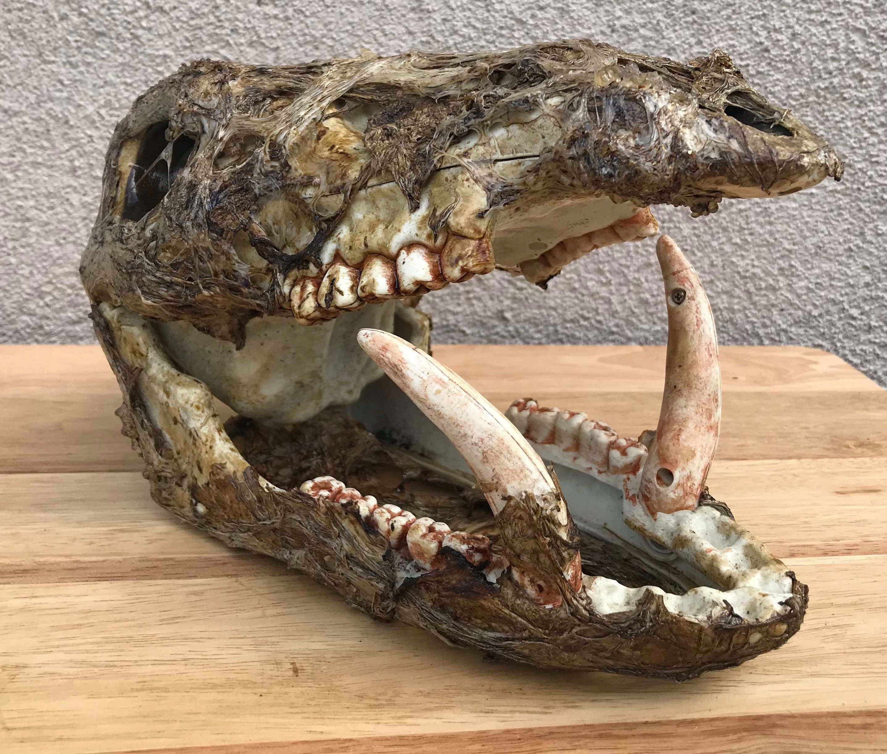 Boaris the Zombie Boar Skull - Etsy