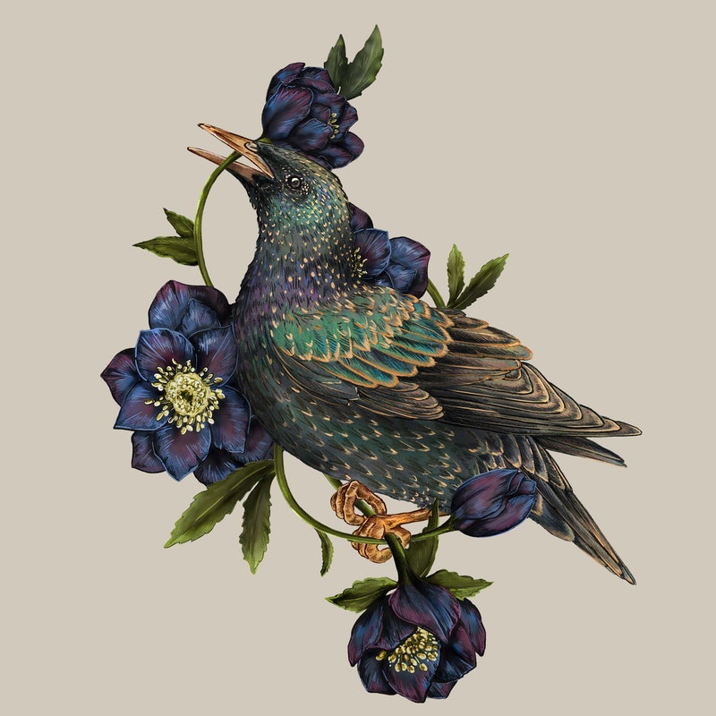 Starling Bird Prints - Etsy