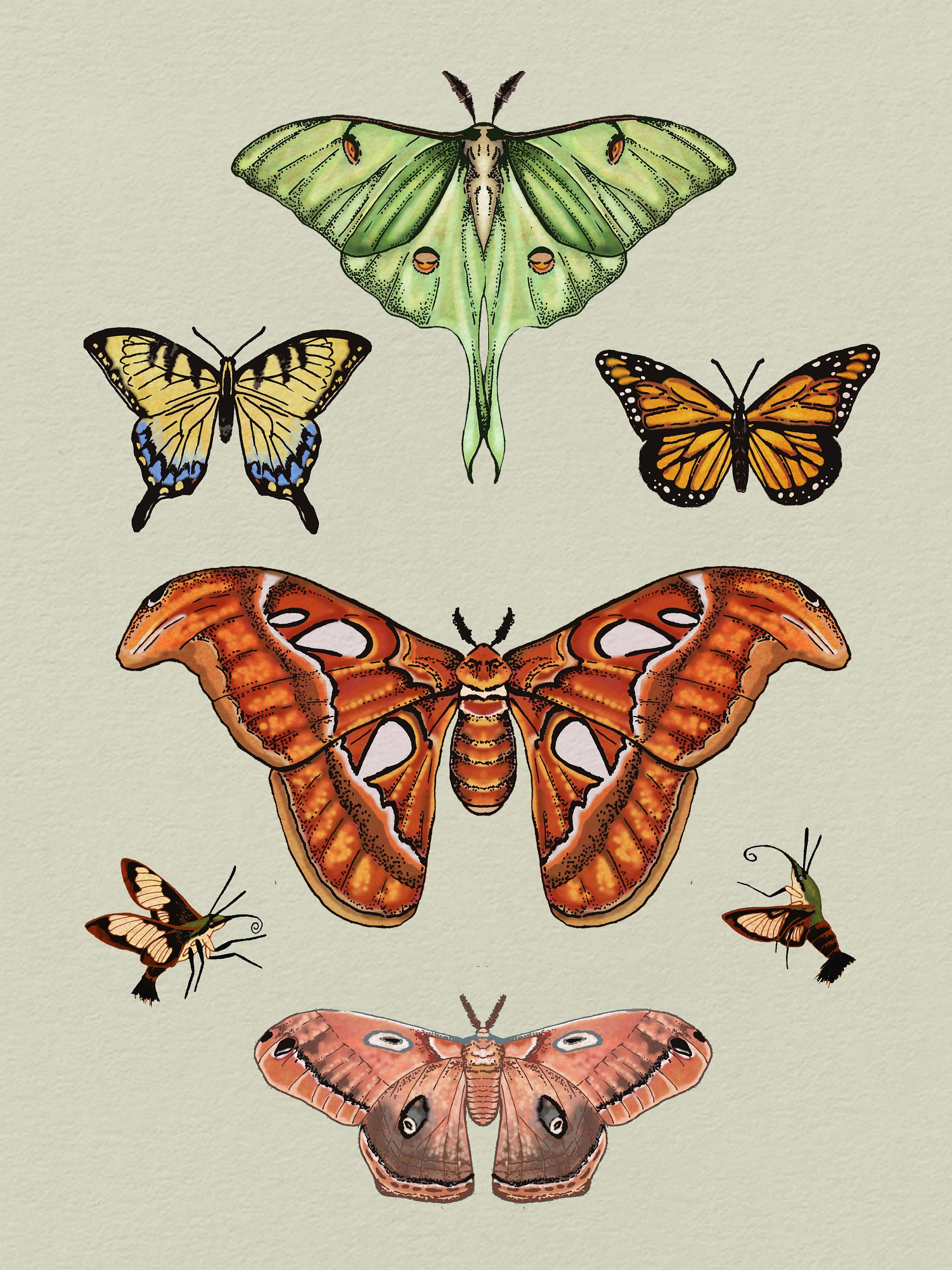 Lepidoptera Art Print - Etsy