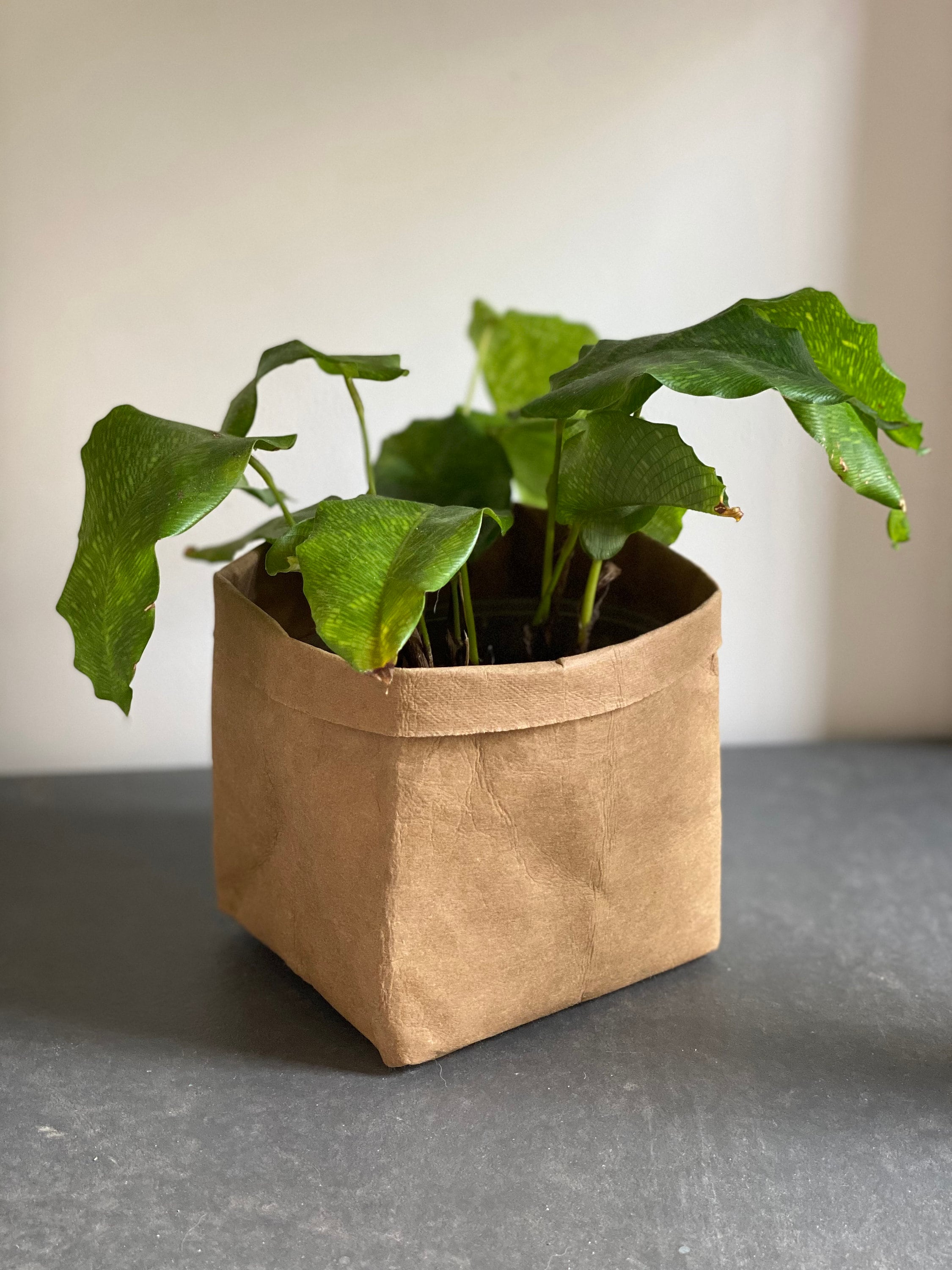 Storage Bag Washable Kraft Paper Plant Pot Holder Eco Friendly - Etsy UK