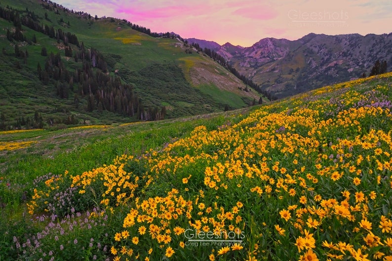 Mountain Wildflowers Photo, Albion Basin Utah Print, Mountain Sunset ...