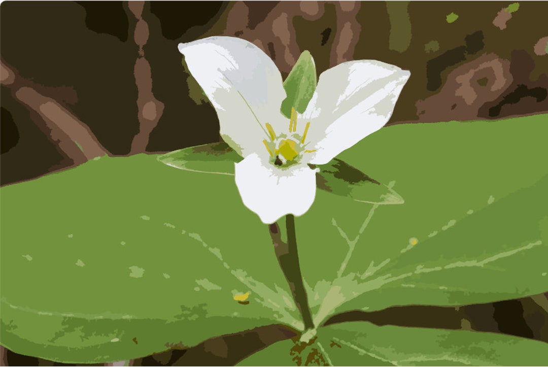 Western White Trillium, Flowering Plant, Floral, Botanical, Blooming ...