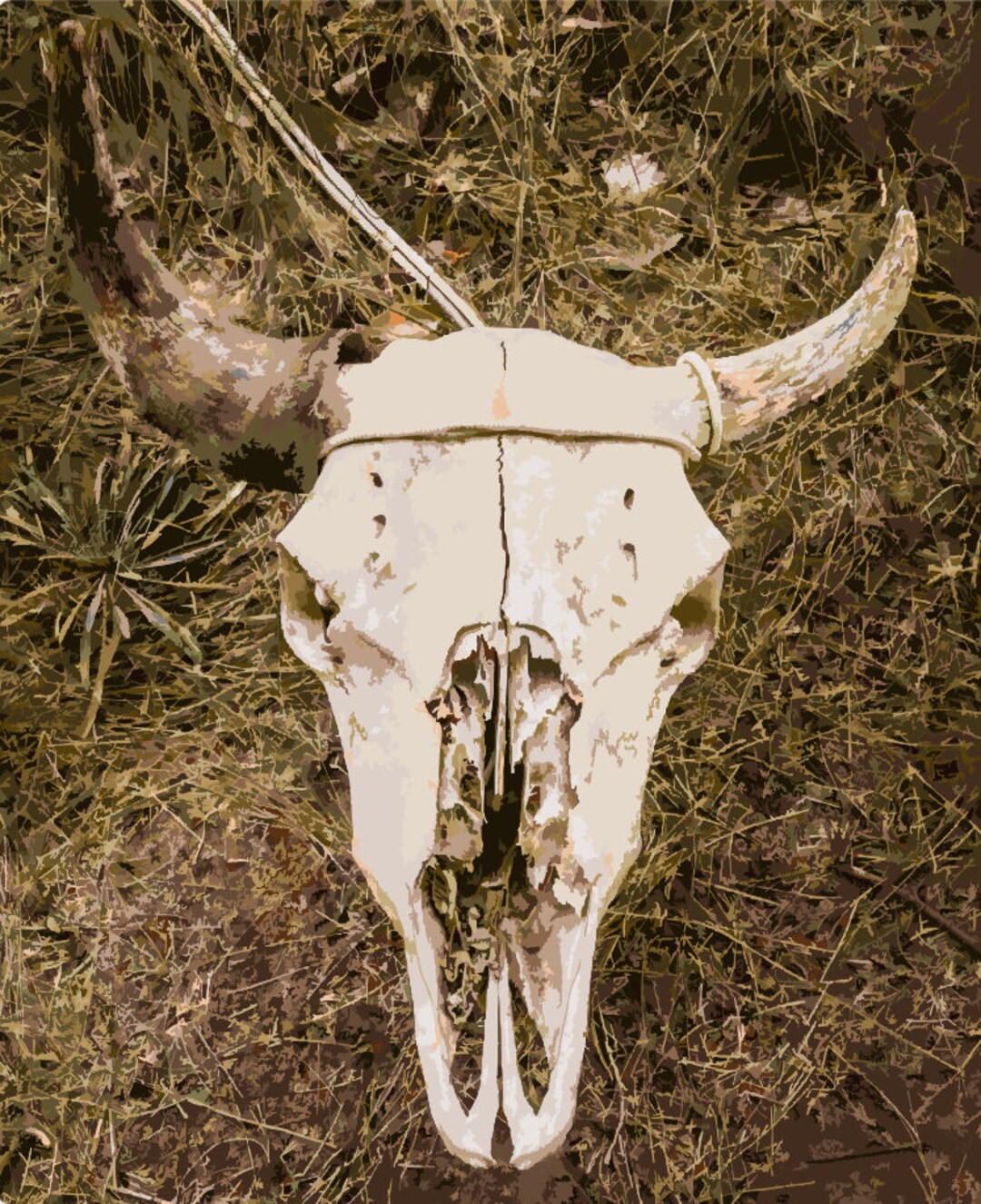 Wildlife Horns: Animal Skull of a Buffalo, Animal, Wildlife, Skeleton / Paint by Numbers Digital ...