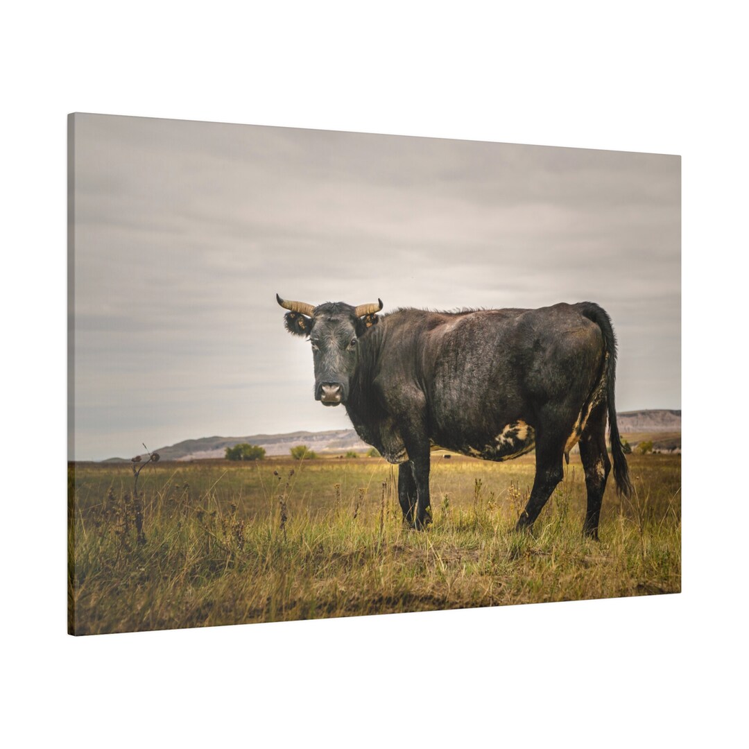 Black Steer Looking at the Lens in a Grassland Pasture South Dakota ...