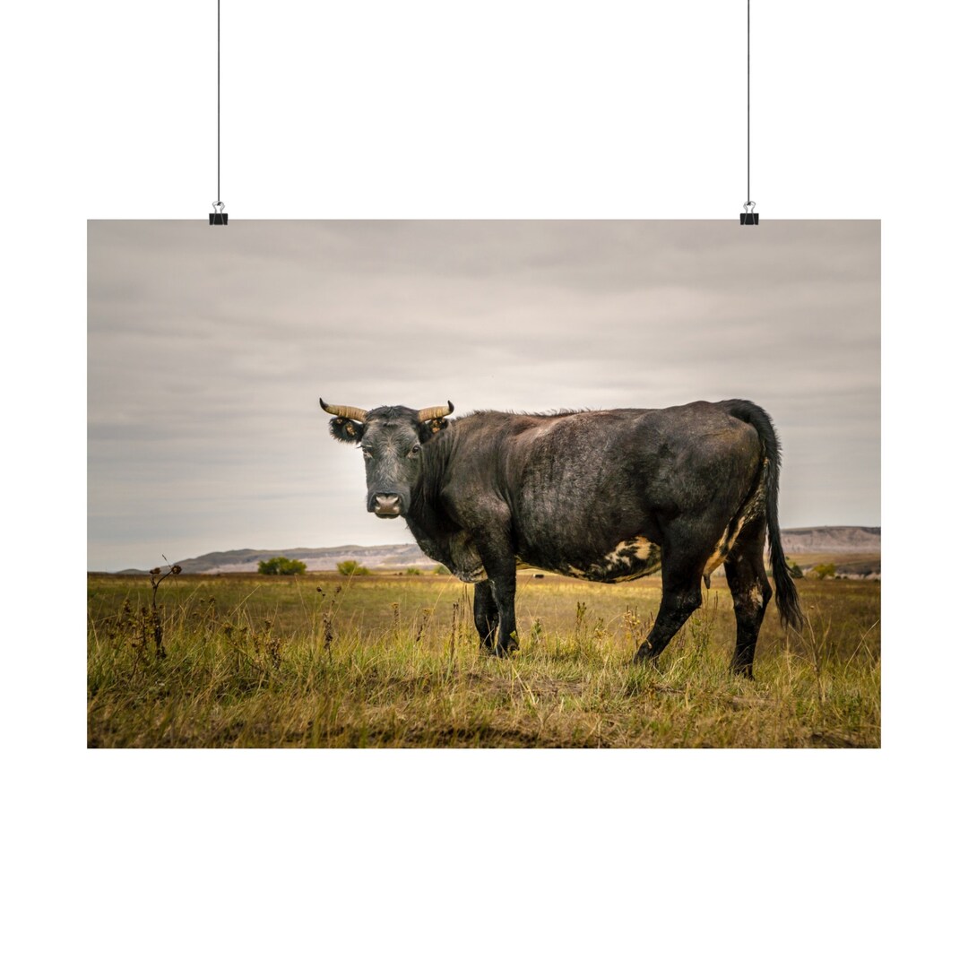 Black Steer Looking at the Lens in a Grassland Pasture at South Dakota ...