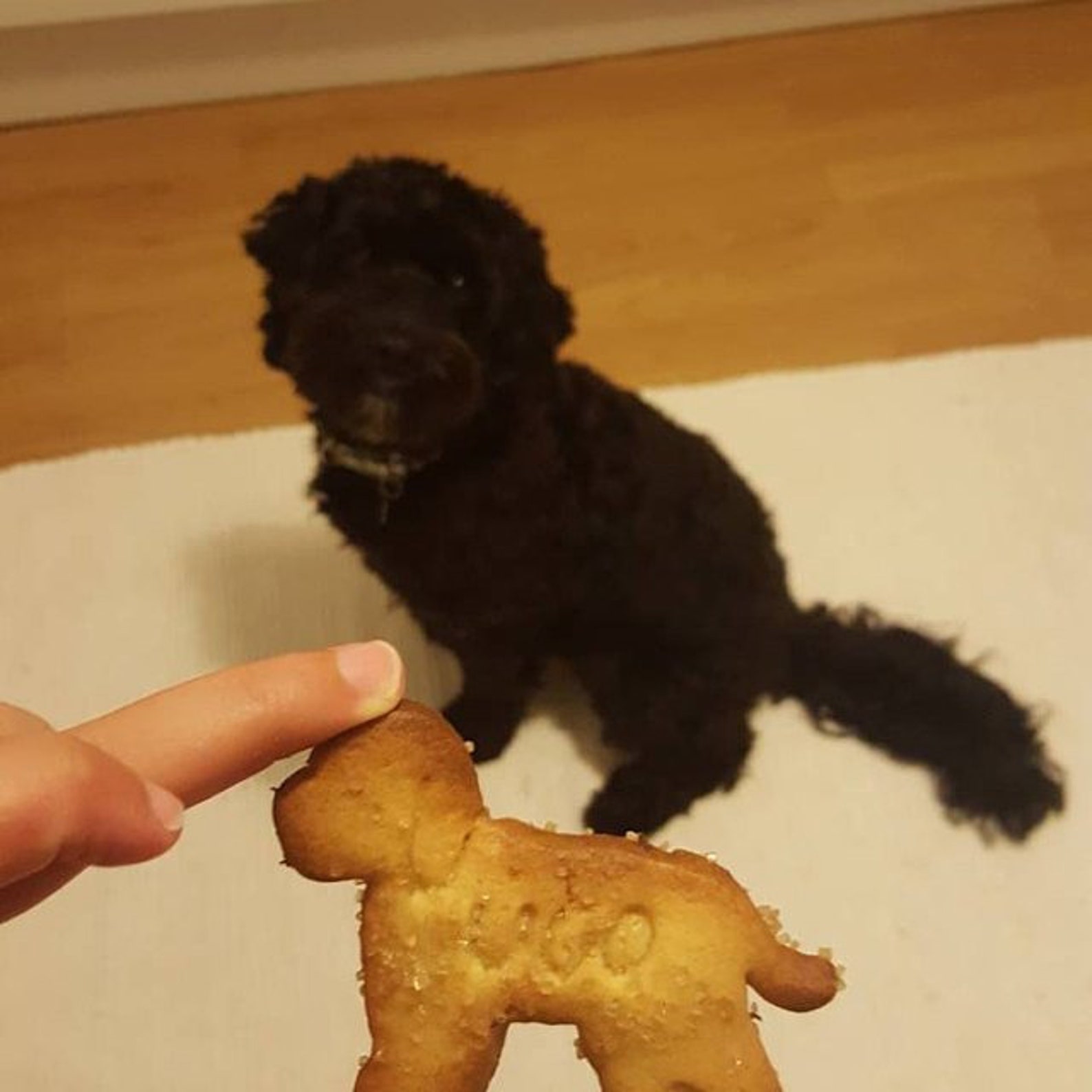 Cockapoo Cookie Cutter Custom Treat Personalized Dog Breed - Etsy