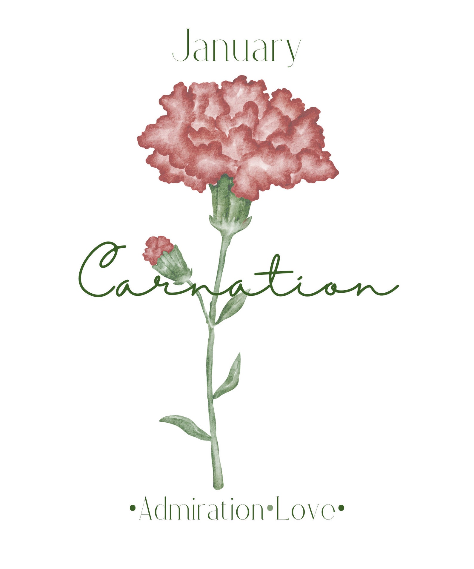 January Carnation Birth Month Digital Printable - Etsy
