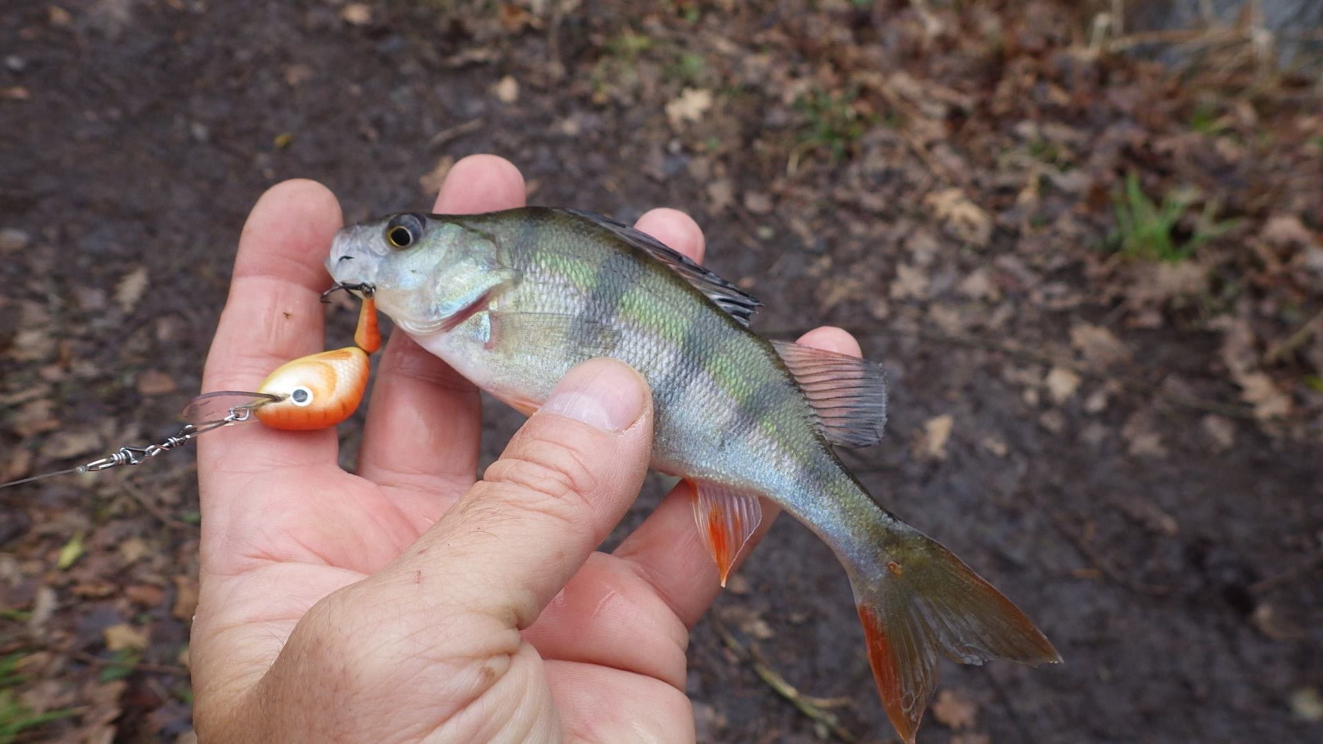 Micro Jointed Ultra Light Orange Fishing Lure 35mm | Etsy