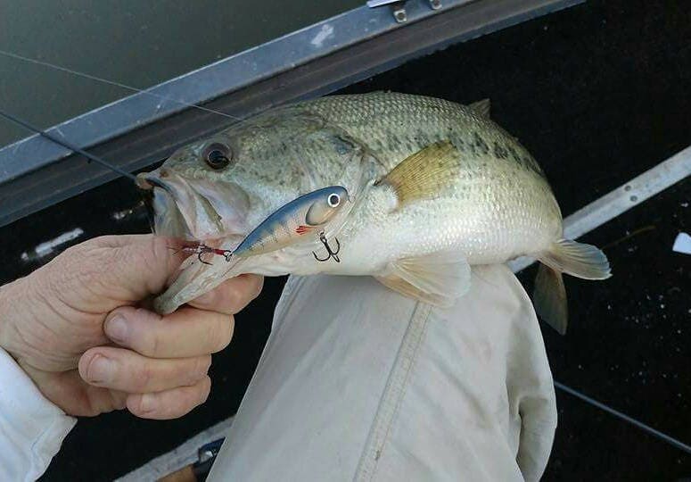 Perch Lure Balsa Wood Surface Lure - Etsy