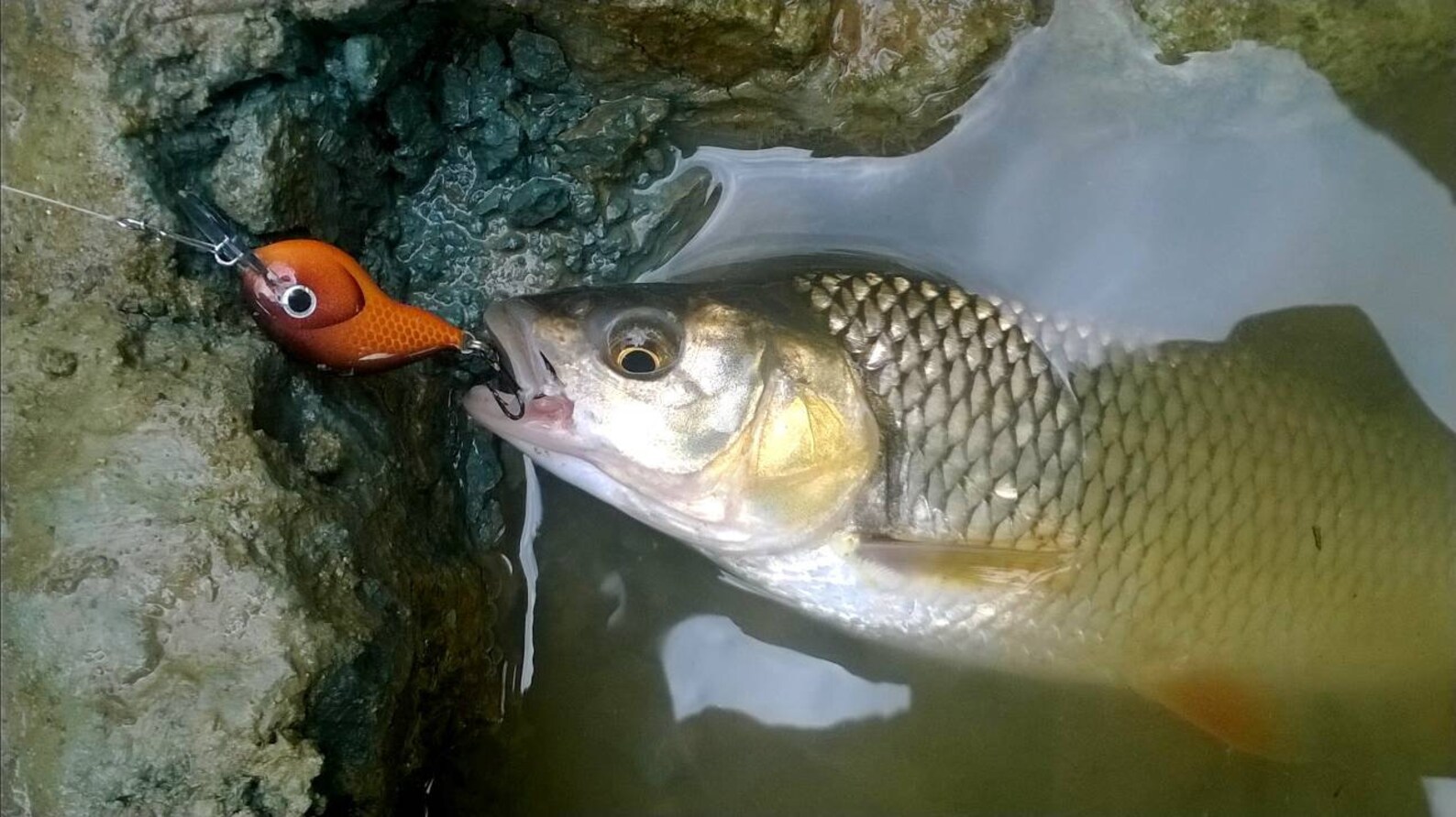 Micro Crankbait Ultralight Fishing Lure Dark Brown Trout (28mm) - Etsy