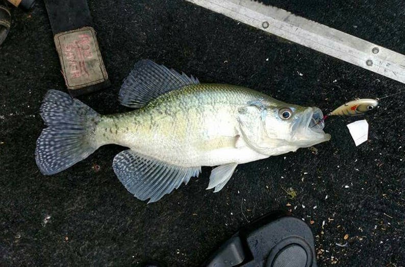 Perch Lure Balsa Wood Surface Lure | Etsy