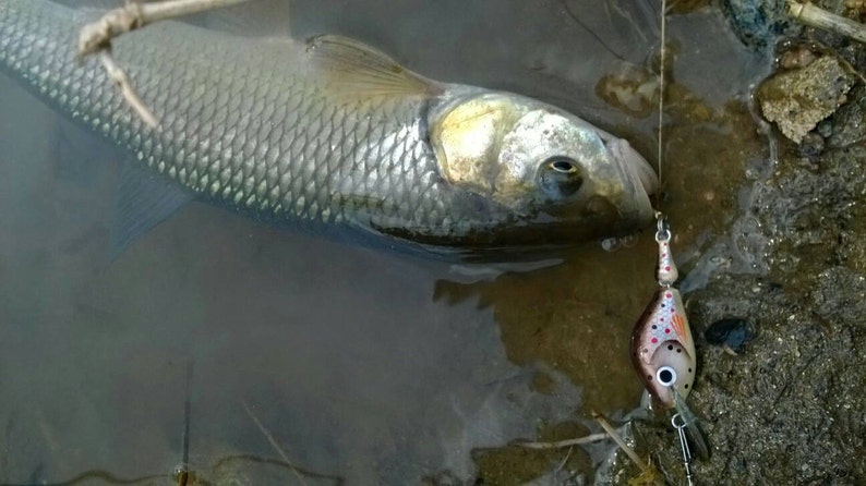 Micro Jointed Brown Trout Lure - Etsy