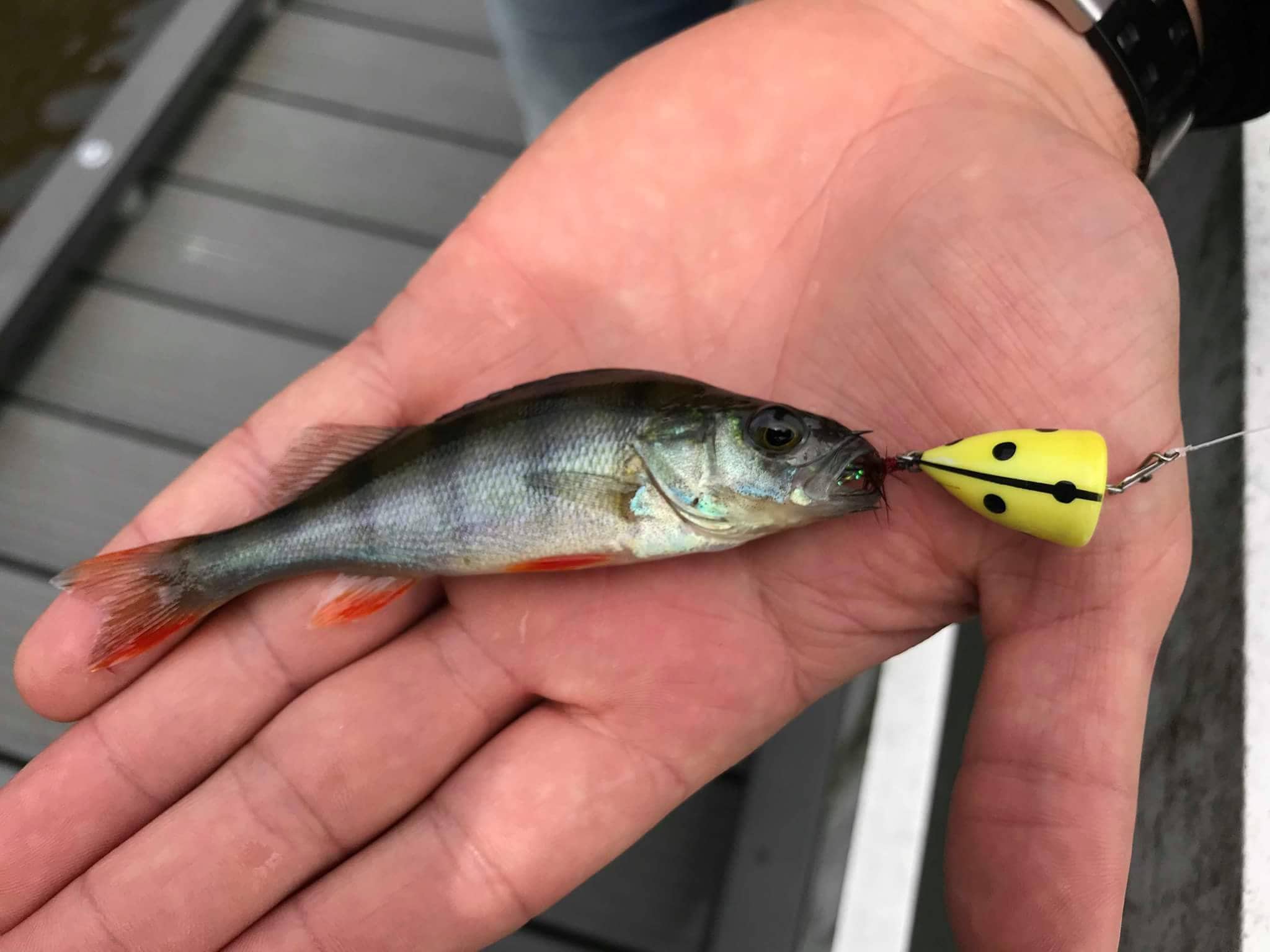 Bug Lure Micro Popper Handmade | Etsy