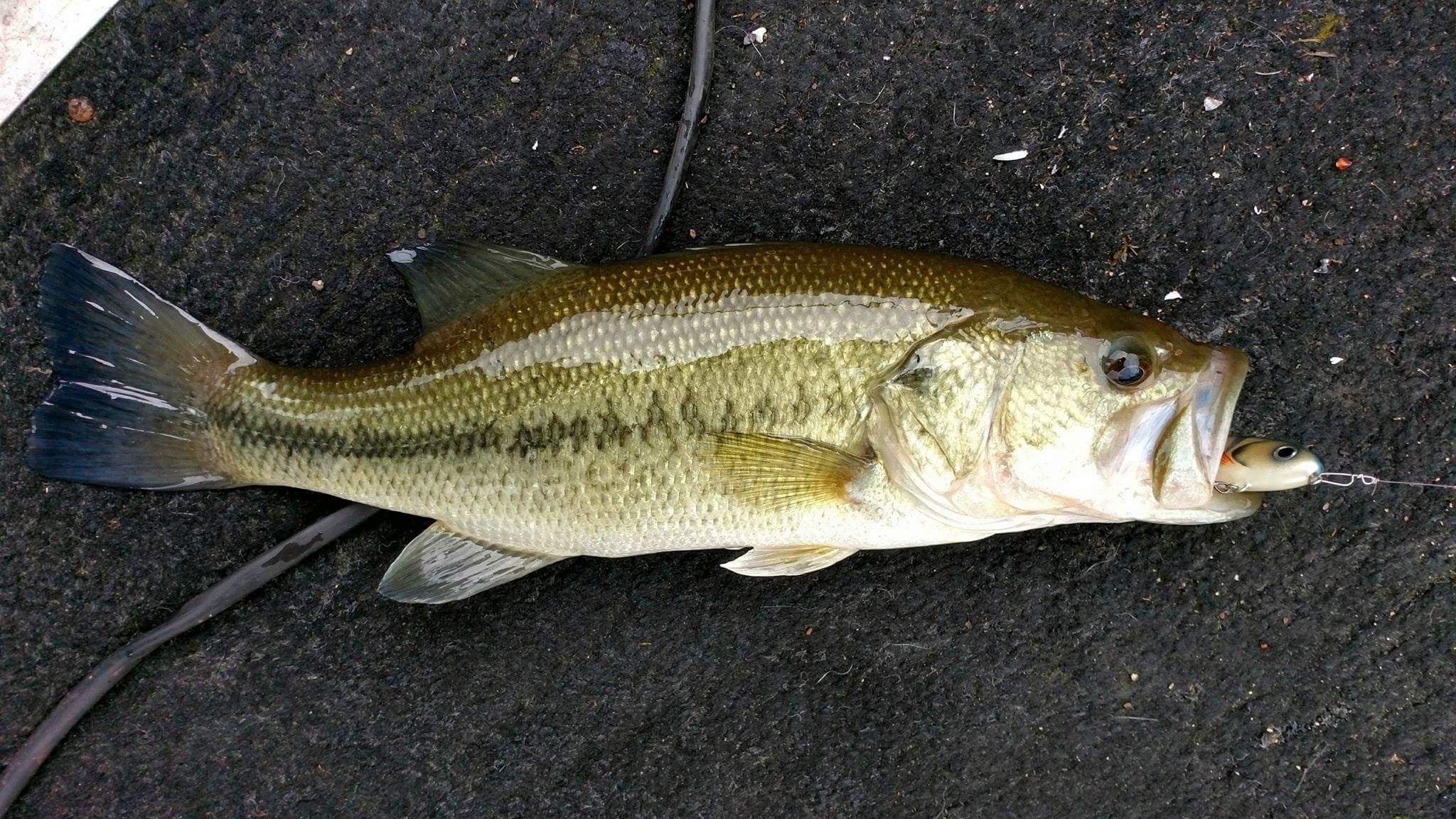 Perch Lure Balsa Wood Surface Lure - Etsy