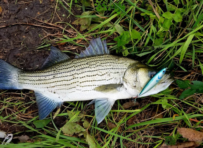 Top Water Fishing Lure Blue 9cm/9g | Etsy
