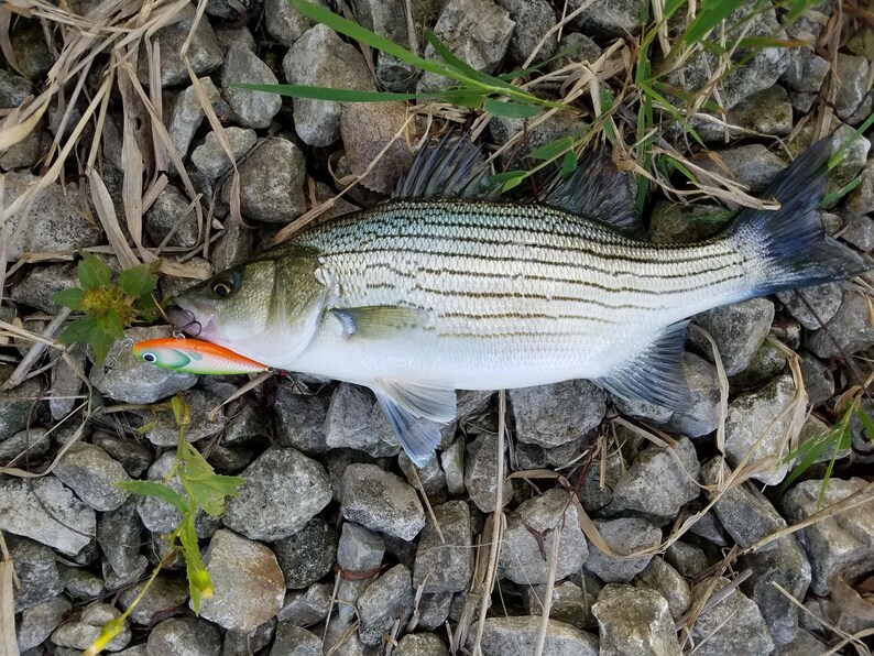 Spasm Surface Fishing Lure / Handmade Fishing Lure / Bass Lure | Etsy