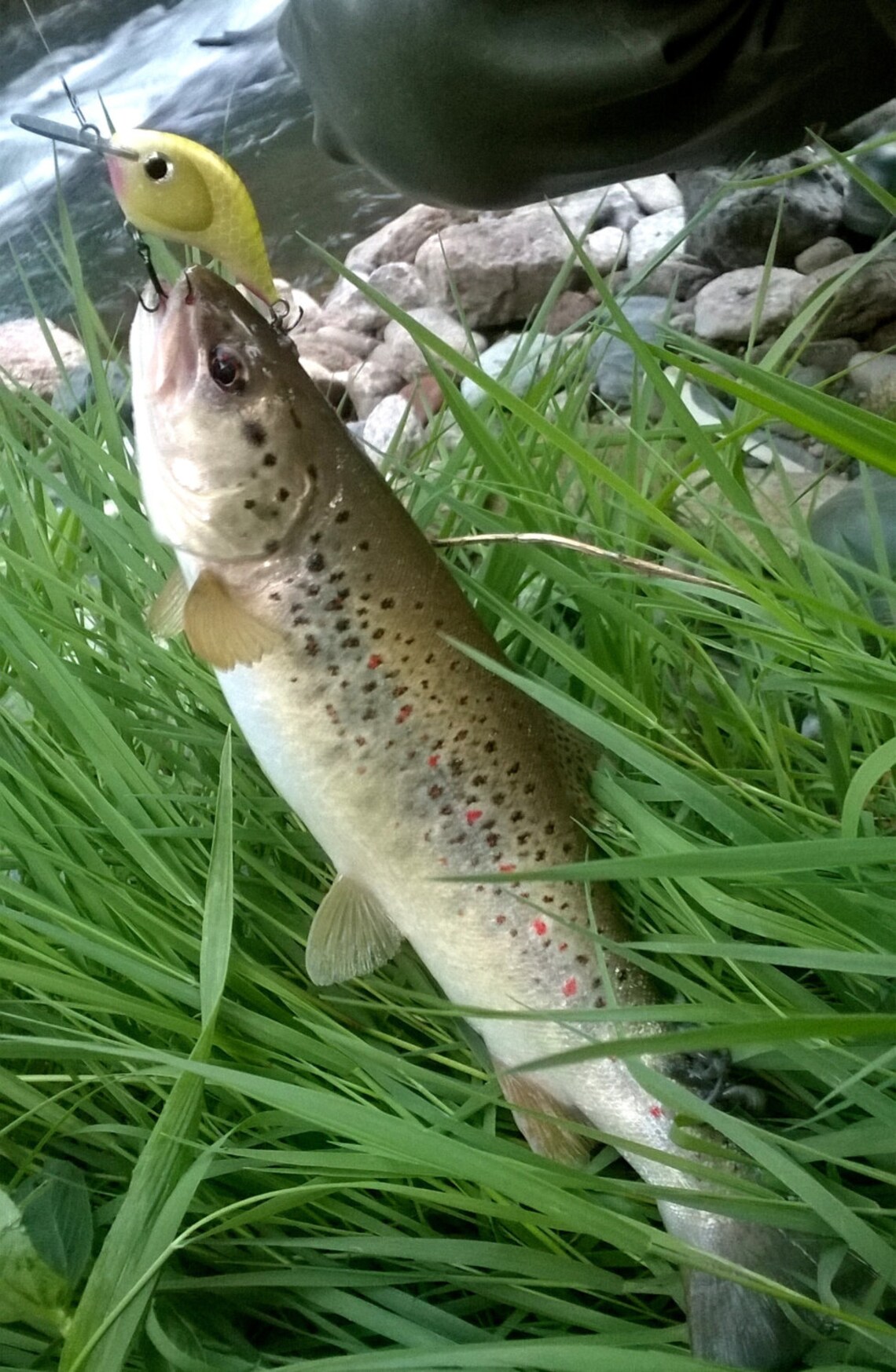 Fishing Lure Spasm Wobbler Lures / Handmade Out of Wood (wobblehead 4 ...