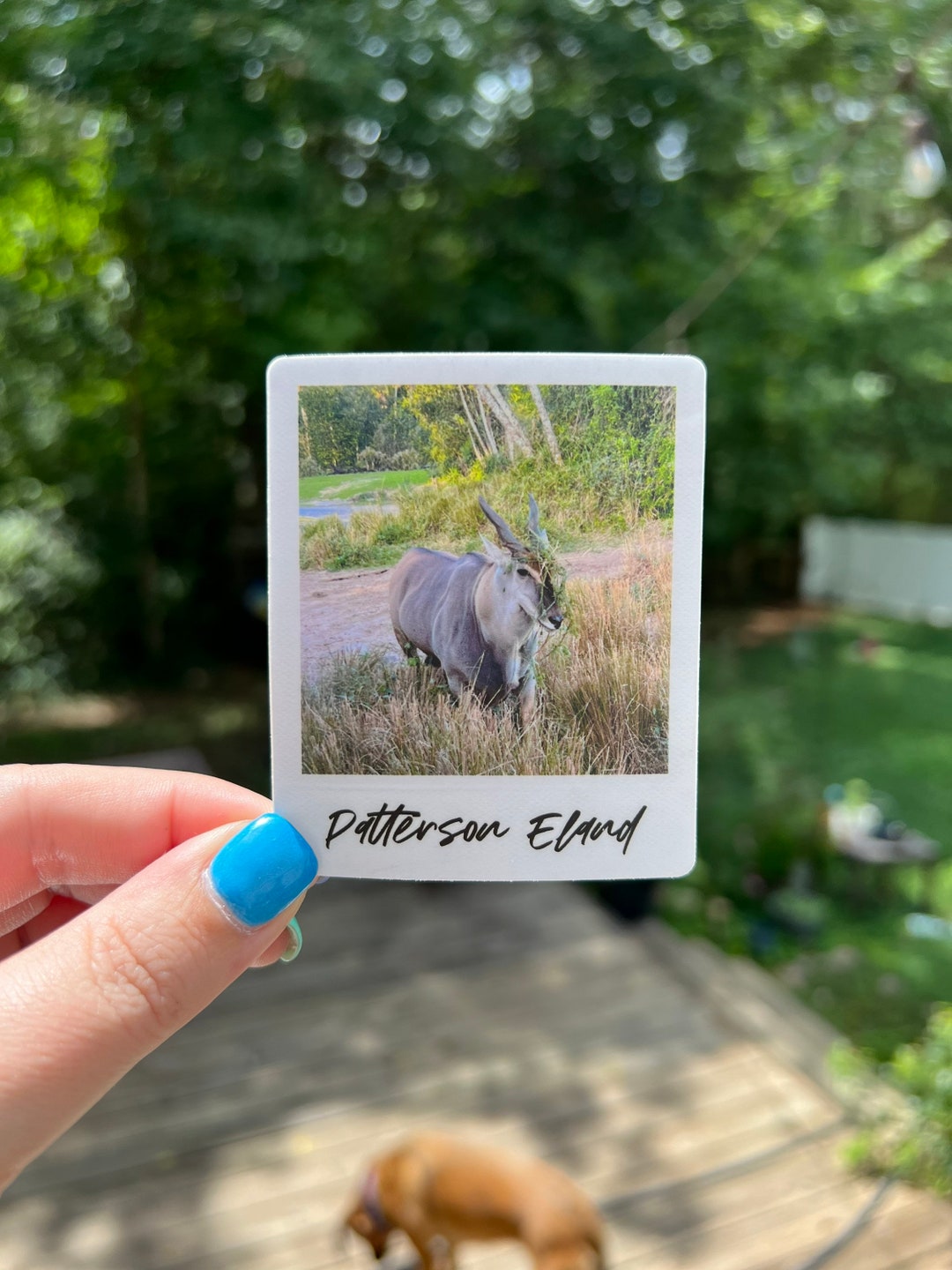 Eland Sticker | Endangered Species | Safari Stickers - Etsy