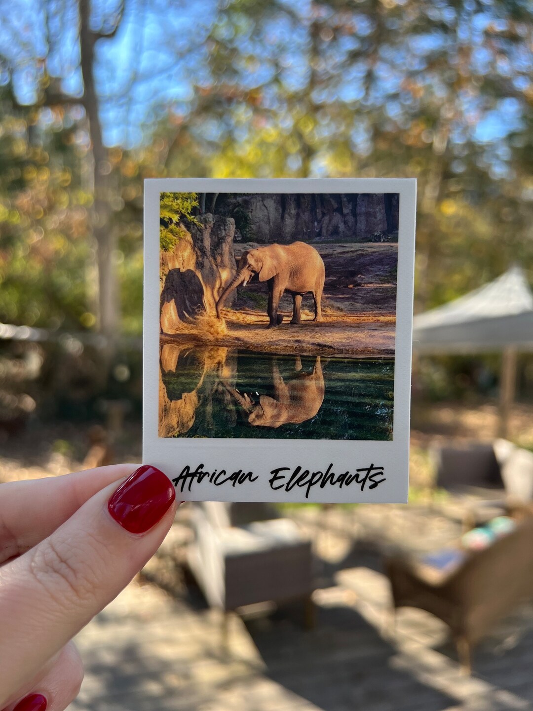 African Elephant Sticker Animal Kingdom Endangered Species Safari ...