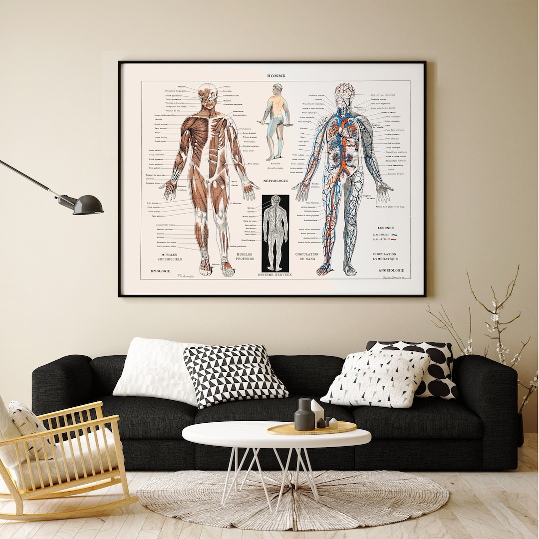 Human Anatomy Poster, Vintage Skeleton Art Print, Muscle Chart, Medical ...