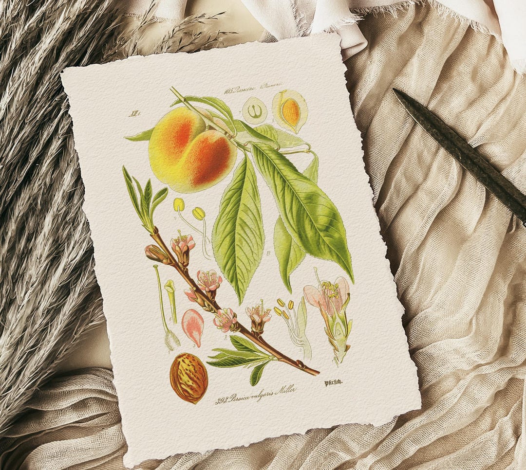 Peach Decor, Peaches Poster, Antique Fruit Print, Peach Print ...