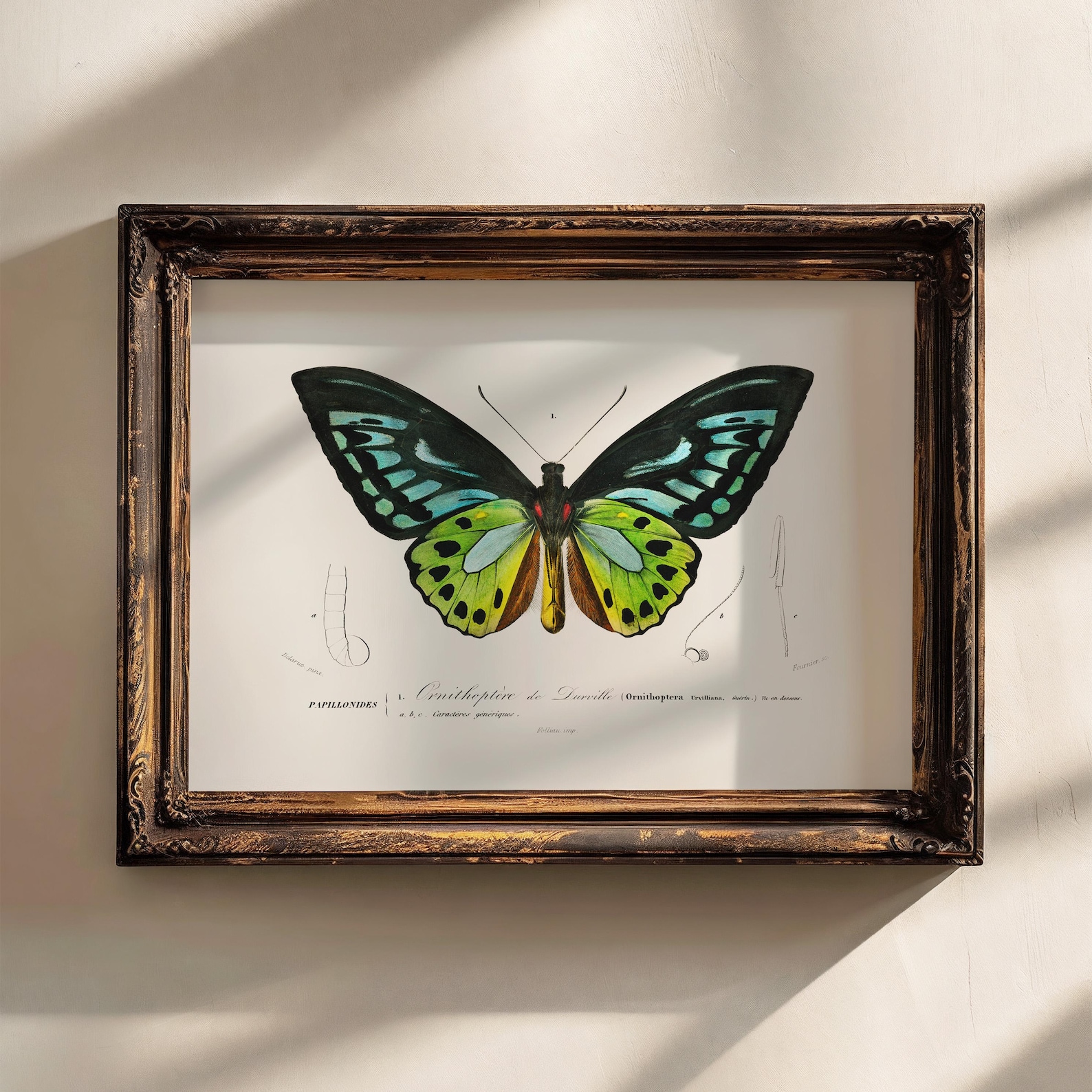 Green Butterfly Art Print, Vintage Butterfly Poster, Cottagecore Print ...