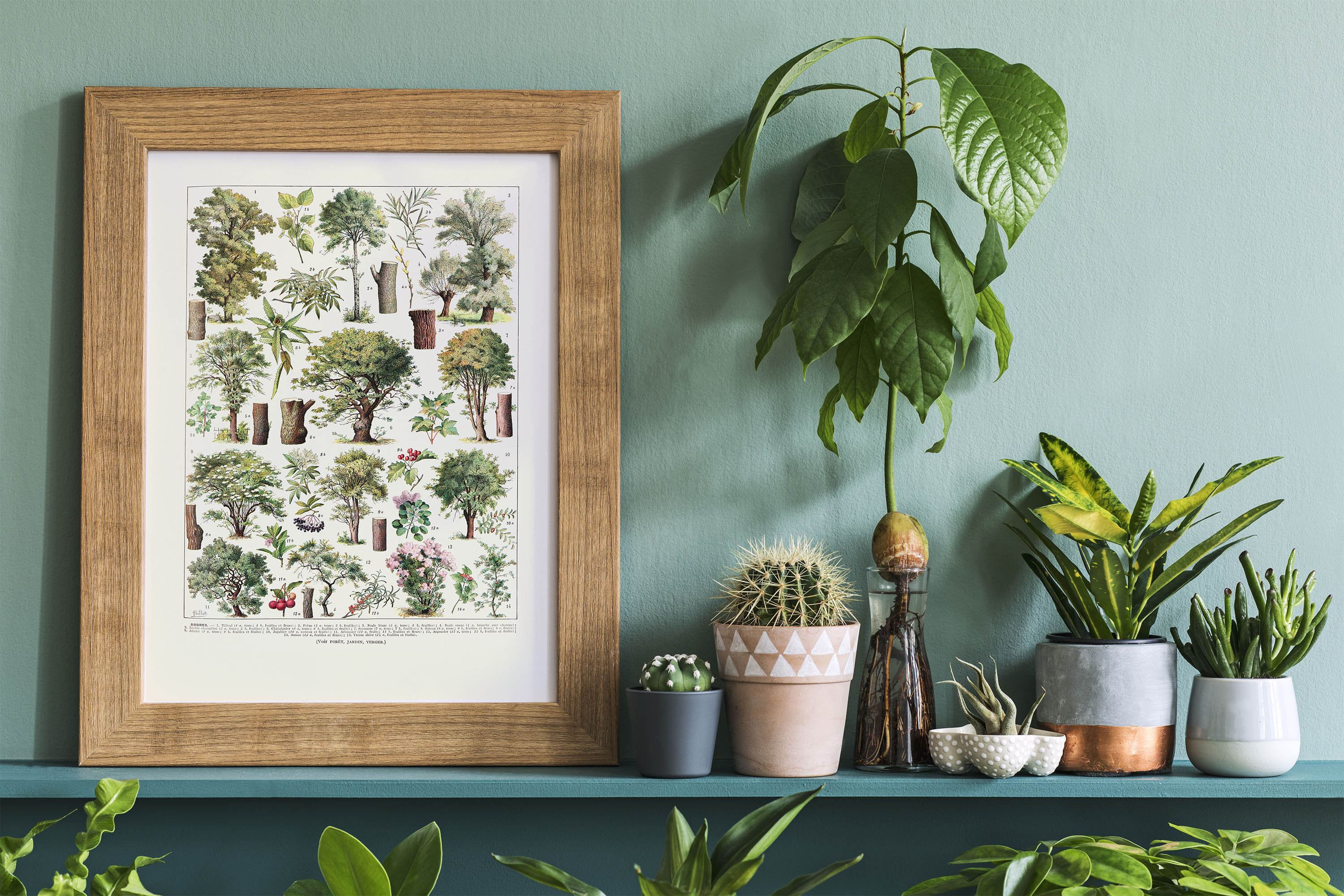 Tree Poster Tree Science Chart Vintage Forest Poster | Etsy